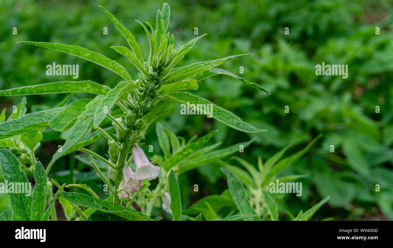 Sesame flower and seeds on tree. (Sesamum indicum plant Stock Photo - Alamy