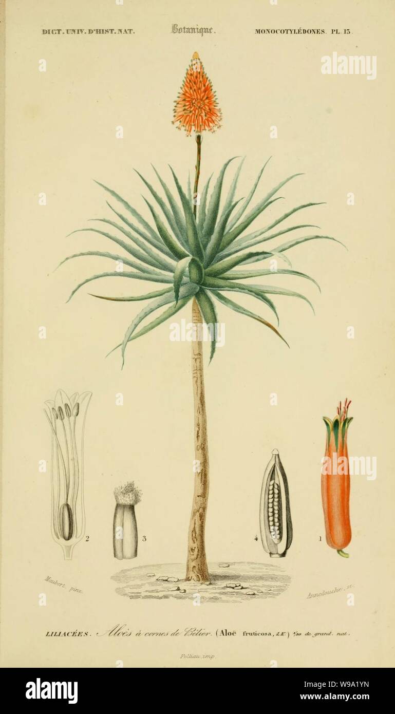 Monocotyledones hi-res stock photography and images - Alamy