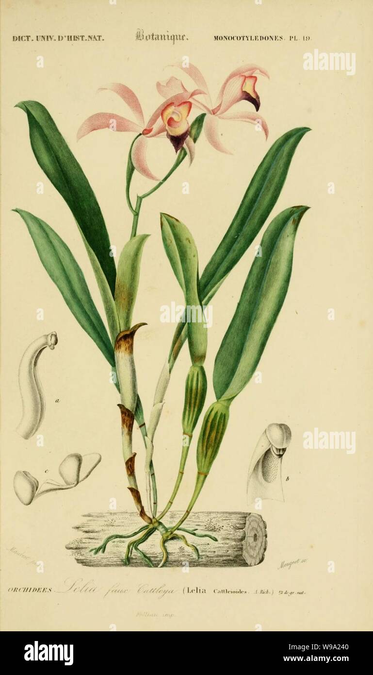 Monocotyledones hi-res stock photography and images - Alamy