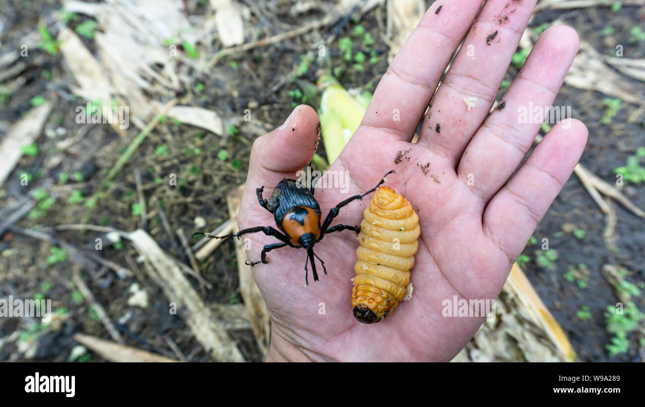Bamboo worm hi-res stock photography and images - Alamy