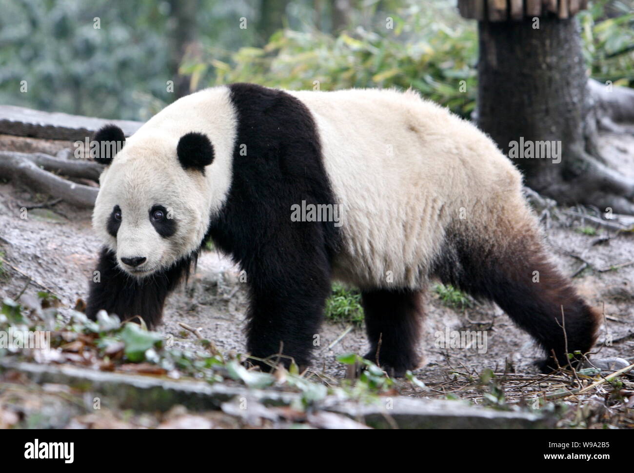 Tai shan panda hi-res stock photography and images - Alamy
