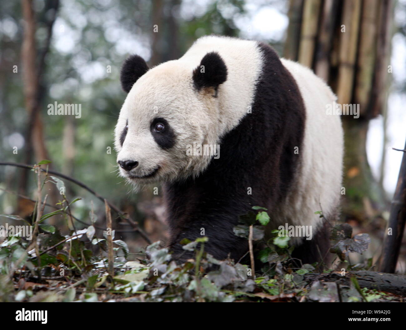U.S.-born panda Tai Shan walks in the Bifengxia (Bifeng Gorge) Base in ...