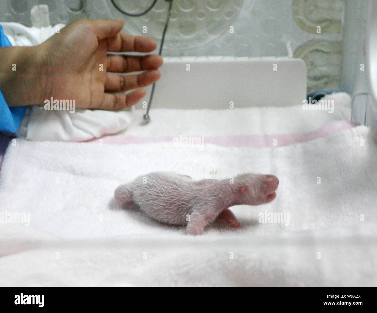 A newborn panda cub is kept in the incubator at the Chengdu Research ...