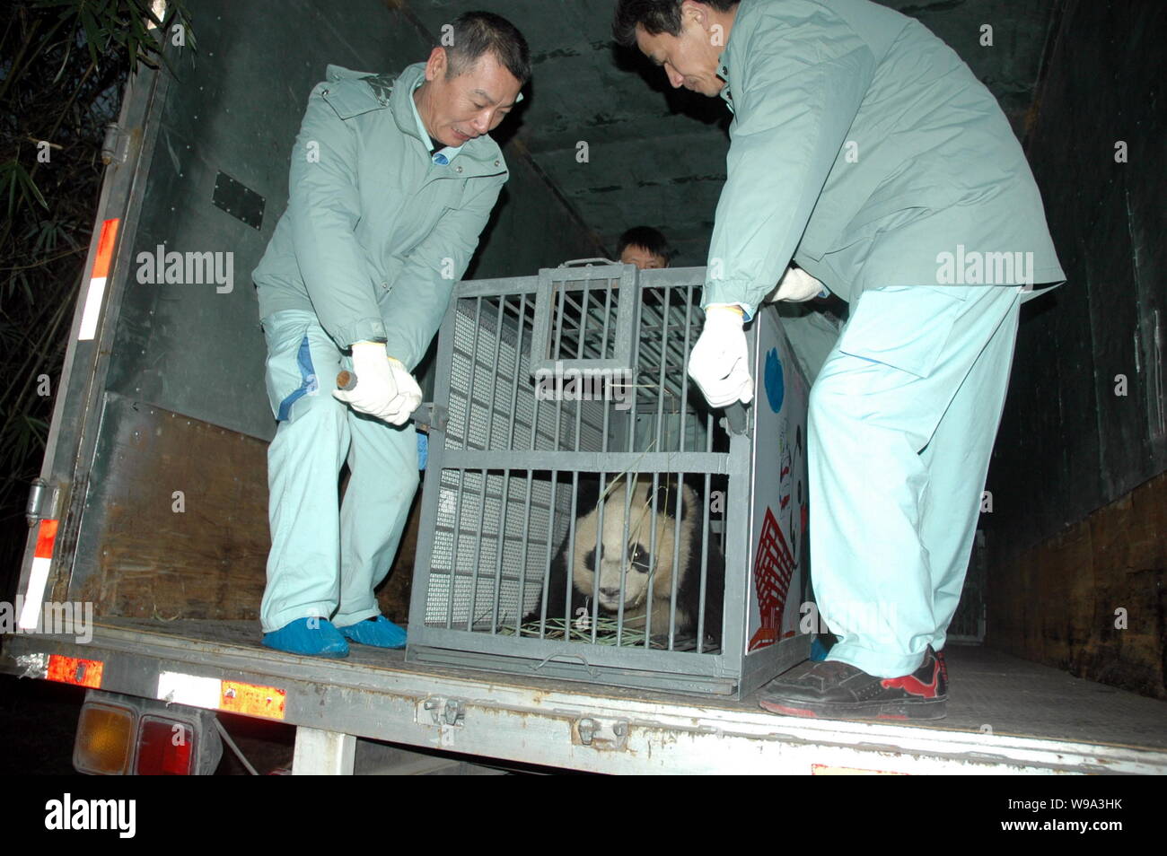 Chinese workers send a giant panda from Bifengxia Base of the Wolong ...