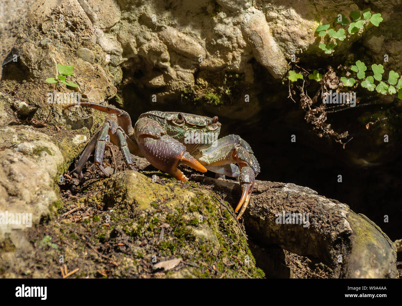 Potamonautes hi-res stock photography and images - Alamy