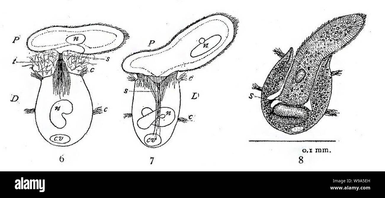 Didinium Under Microscope