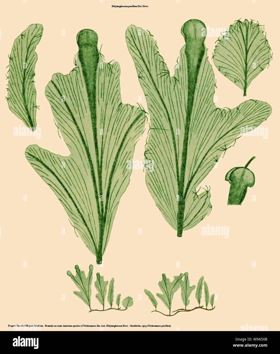 Pusillum hi-res stock photography and images - Alamy