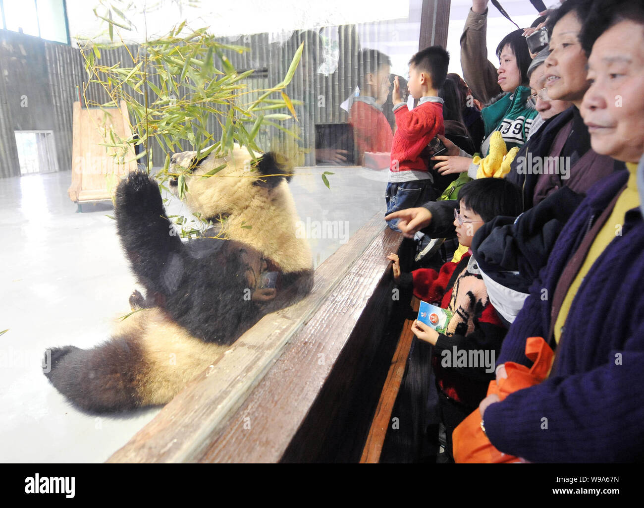 Visitors look at the ten giant pandas from Sichuan province at the ...