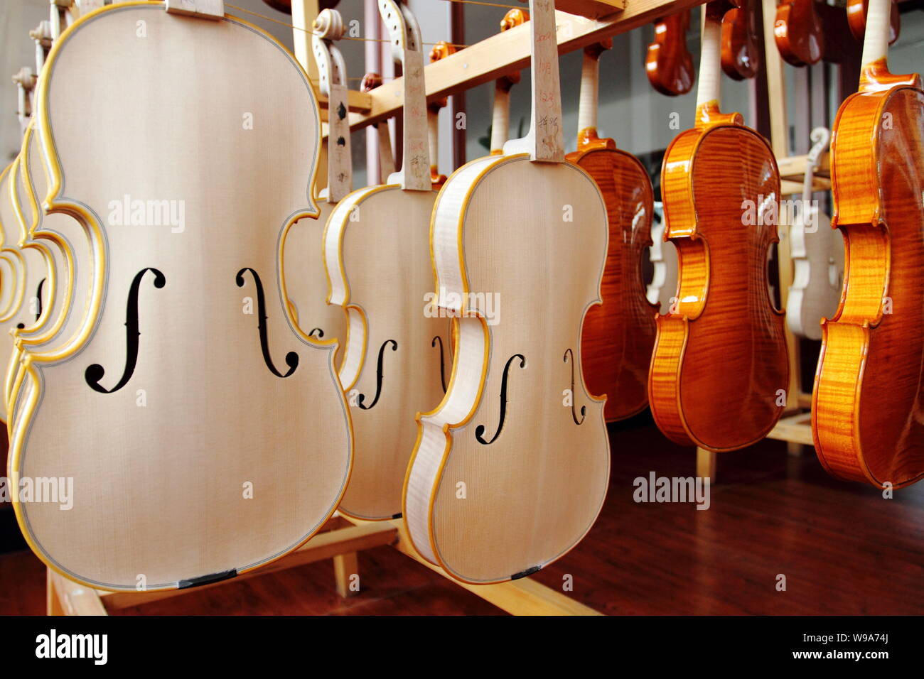 Half-finished and newly-made violins are hung up in the factory of ...