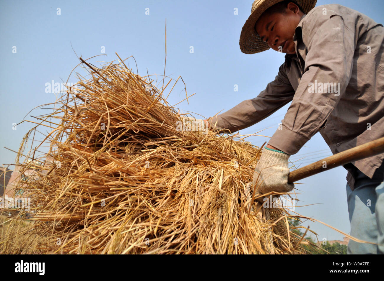 --FILE--A Chinese farmer harvests rice in the field in Longgang village ...