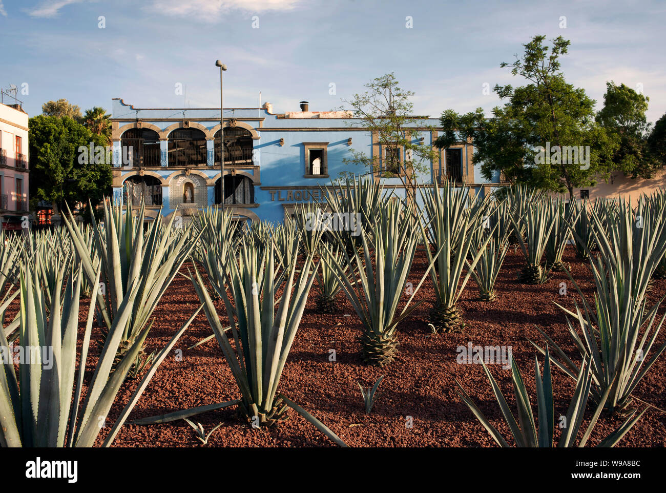 Agave plants hi-res stock photography and images - Alamy