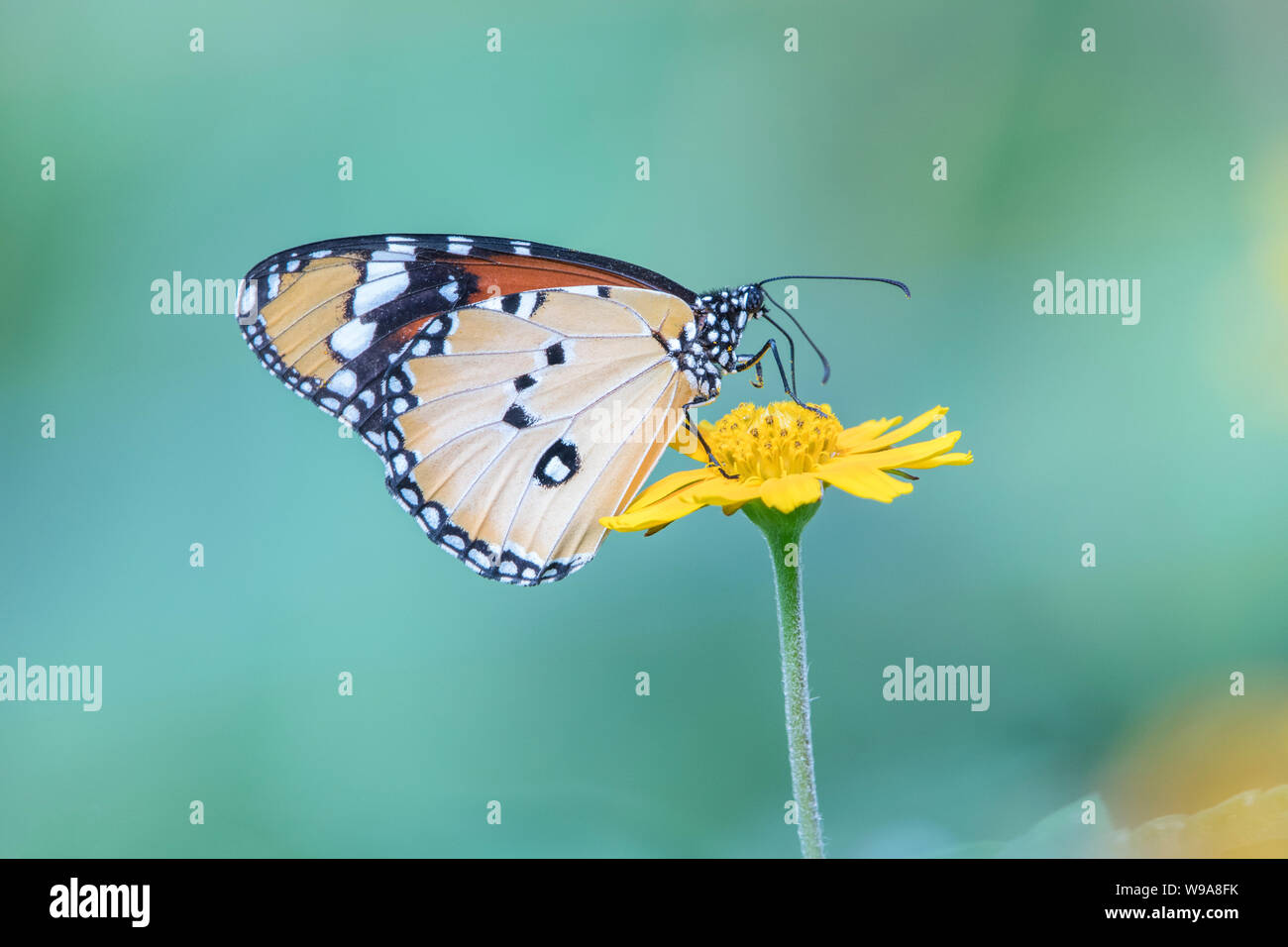 Beautiful Plain Tiger Kerala India Stock Photo - Alamy