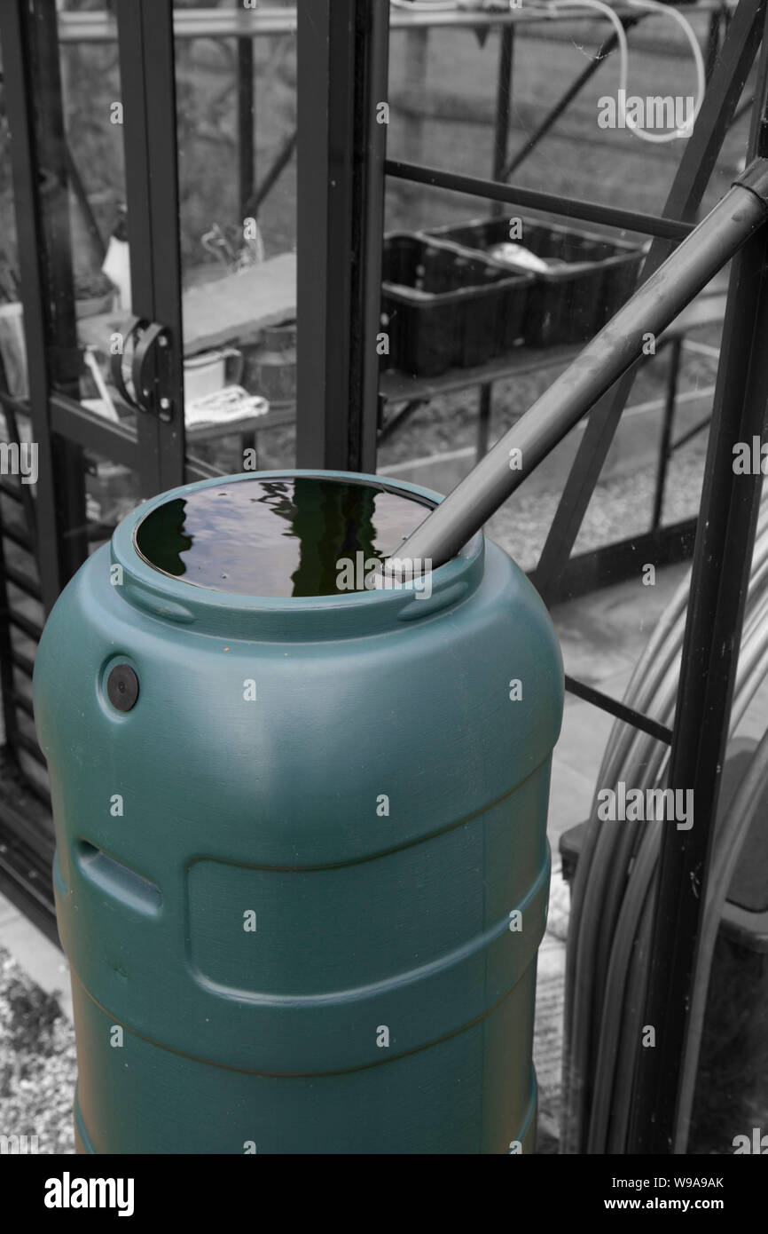 Water butt full of rain water with a pipe connected to a greenhouse ...