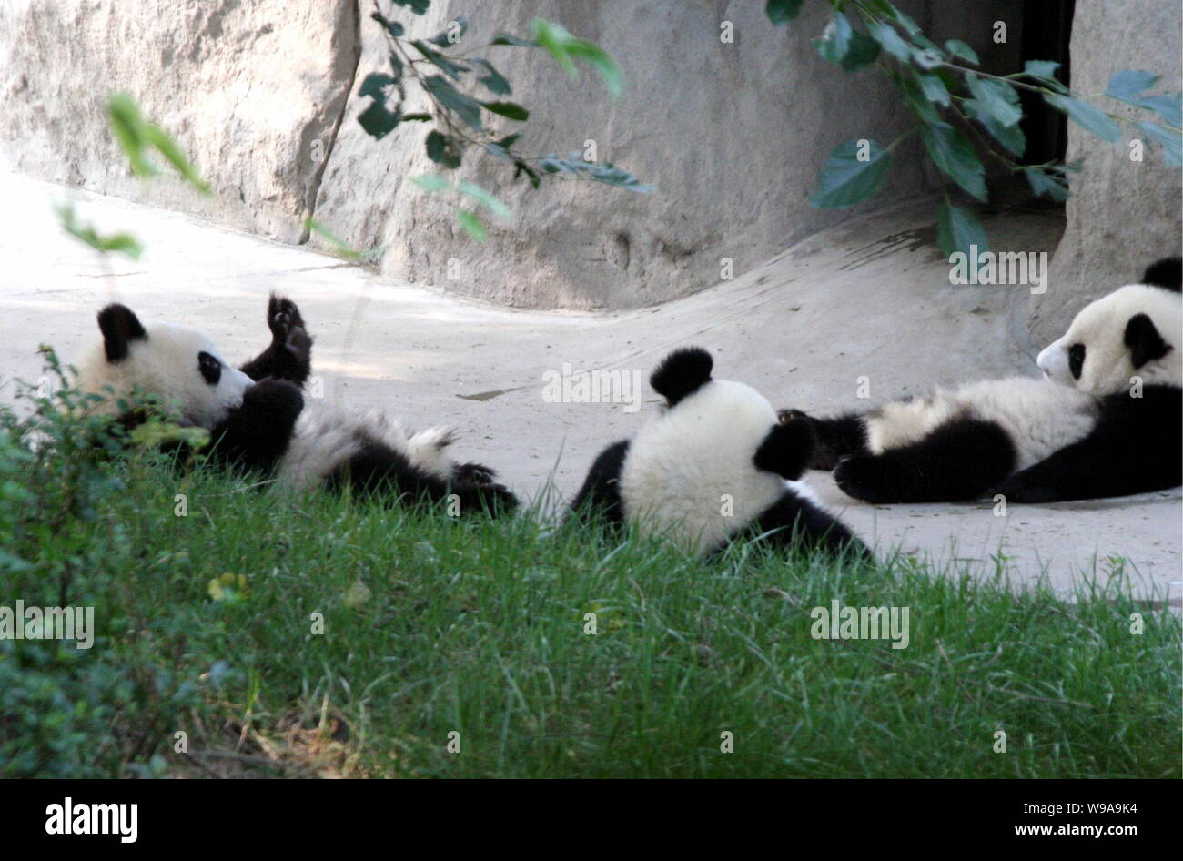 Pandas cool themselves off in the shade in scorching weather at Chengdu ...