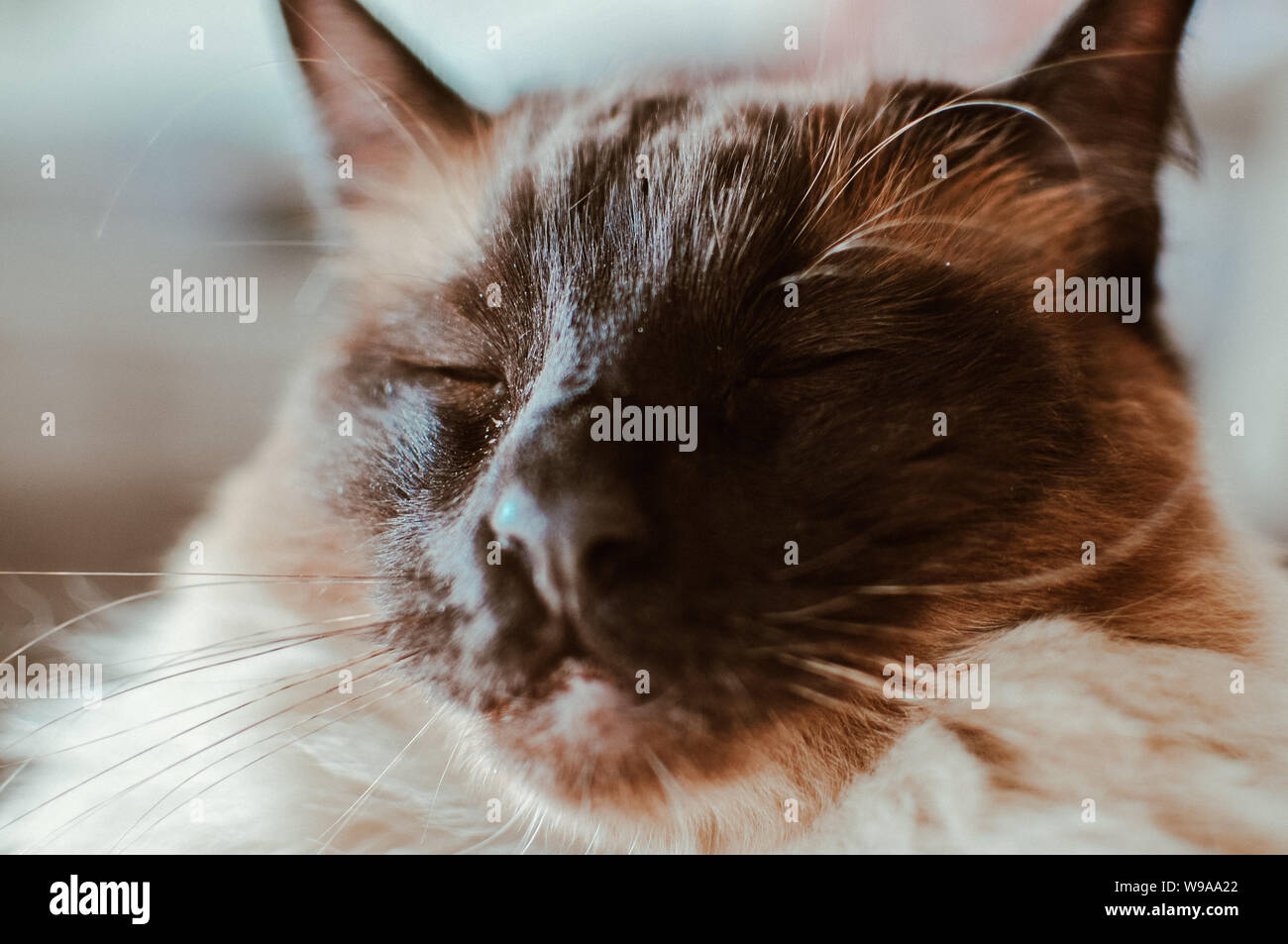 Siamese Ragdoll Cat Stock Photo - Alamy