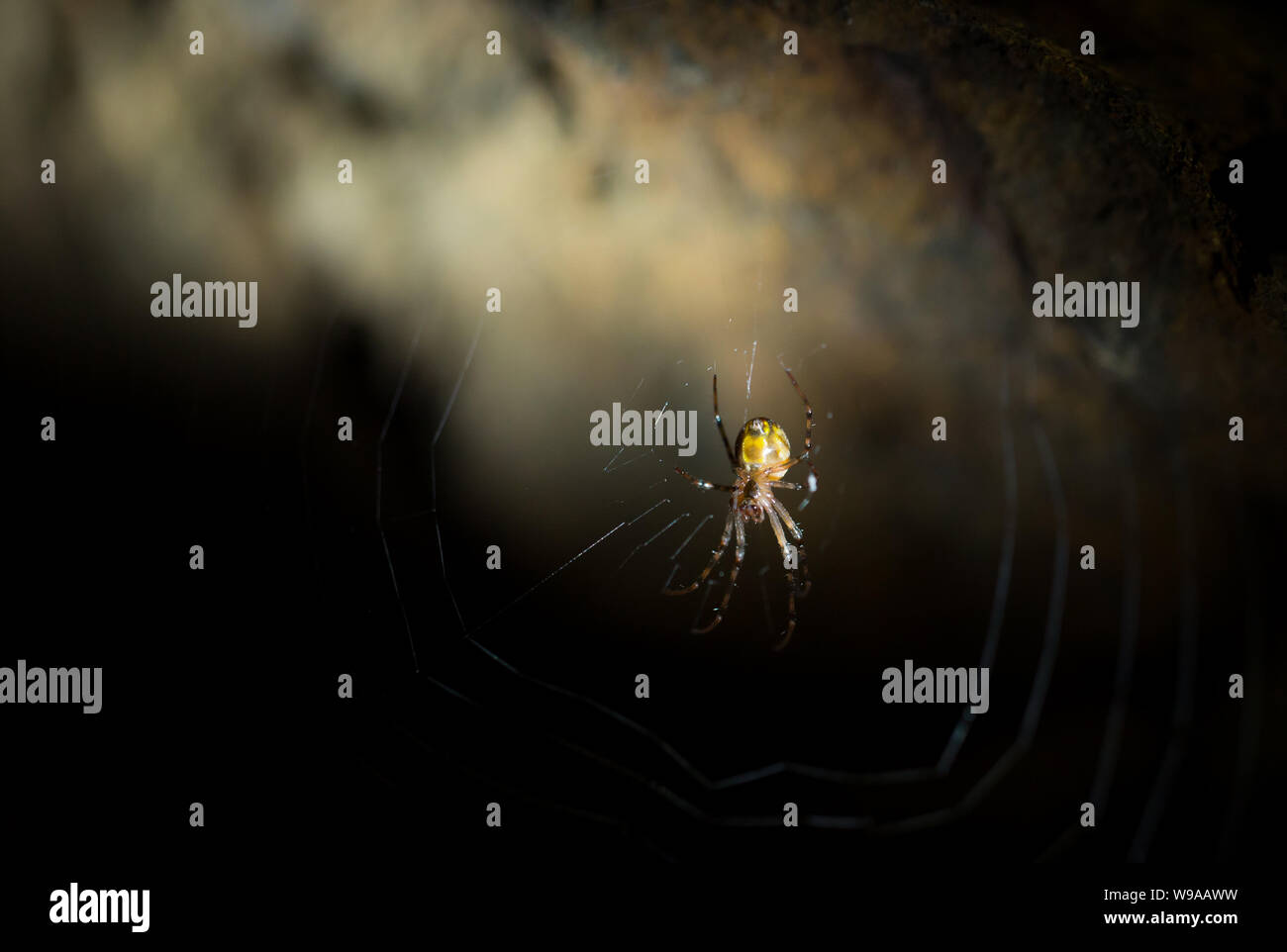European cave spider in a natural cave Stock Photo - Alamy