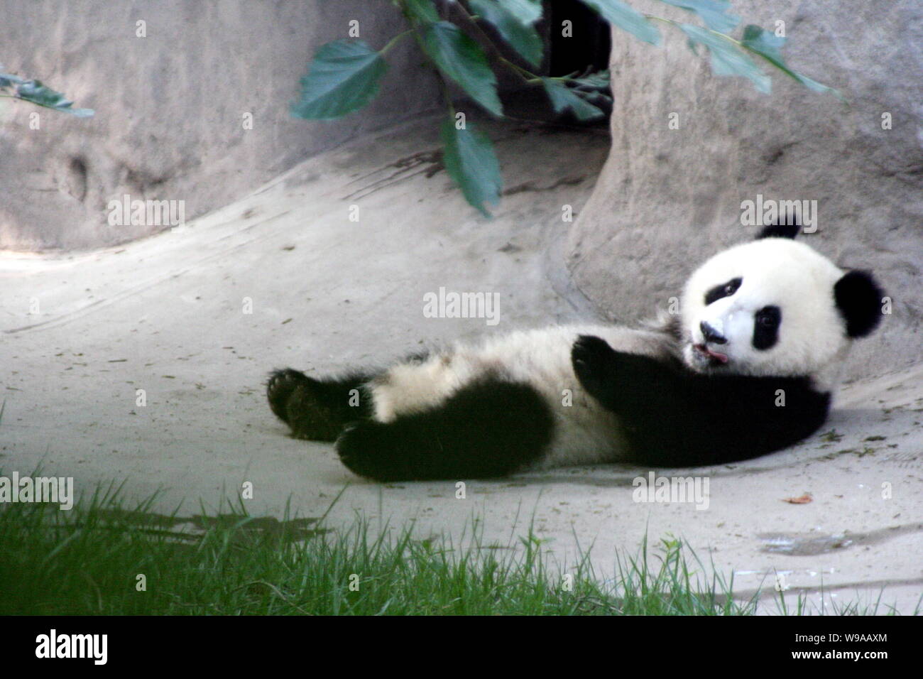 A panda cools itself off in the shade in scorching weather at Chengdu ...