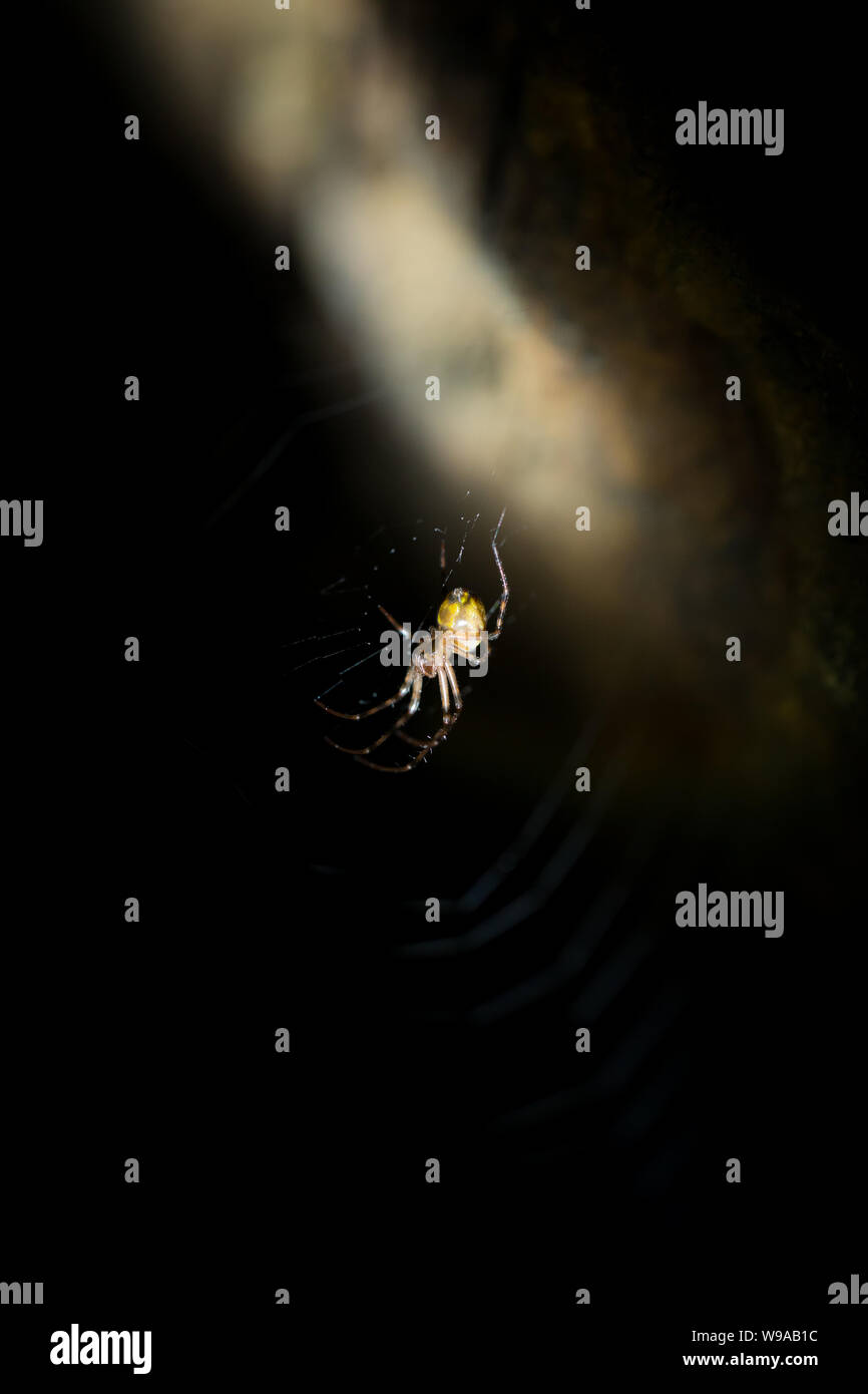 European cave spider in a natural cave Stock Photo - Alamy