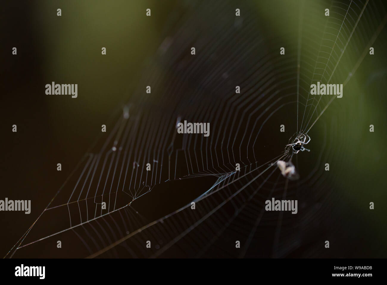 European cave spider in a natural cave Stock Photo - Alamy