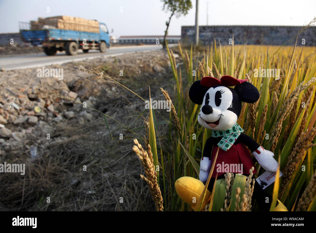A Mickey Mouse toy is seen in the rice field next to the site on which ...