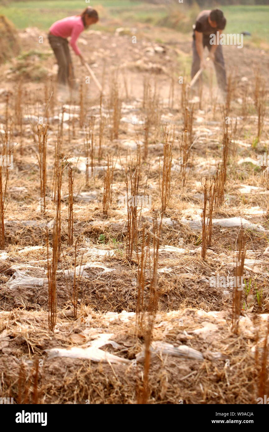 Chinese farmers clear away dead crop in their dried field during a ...