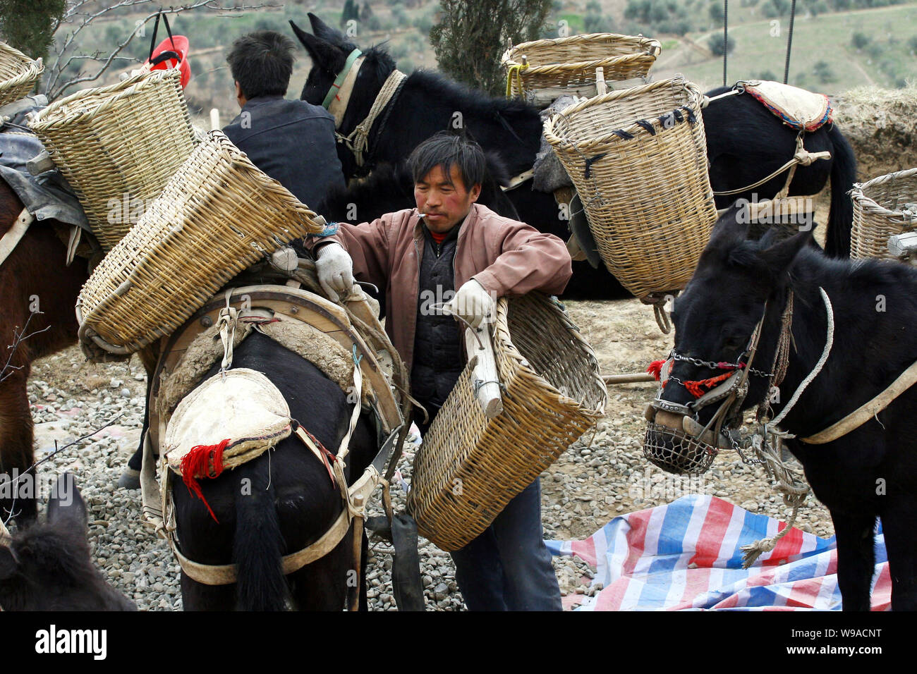 Mules back hi-res stock photography and images - Alamy