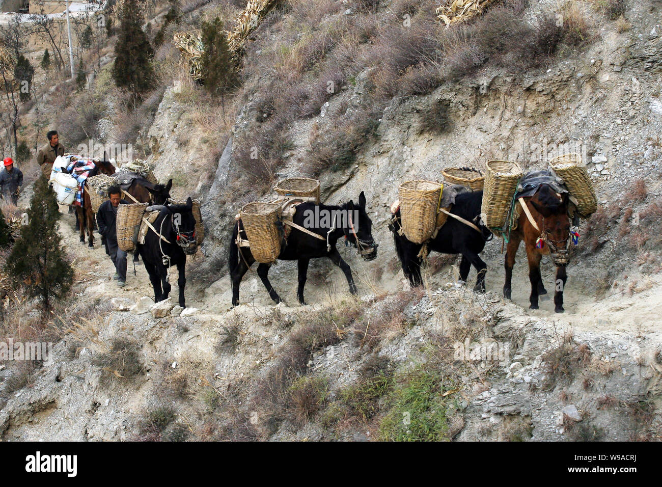 Chinese workers drive their mules carrying baskets of gravel, sand ...