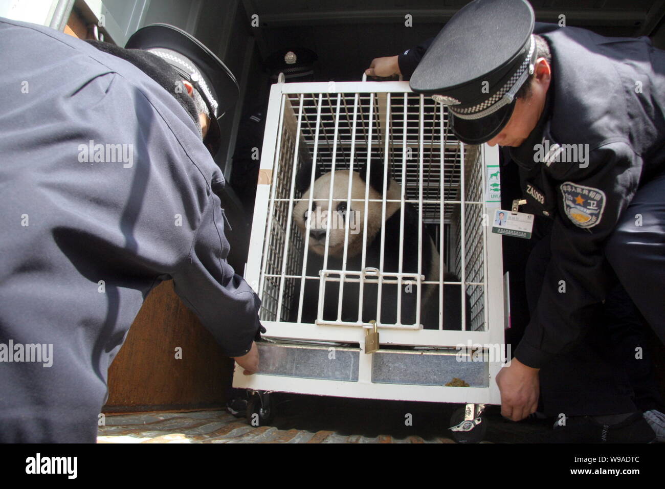 Chinese security guards move the Japanese-born panda Xing Bang (Kohin ...