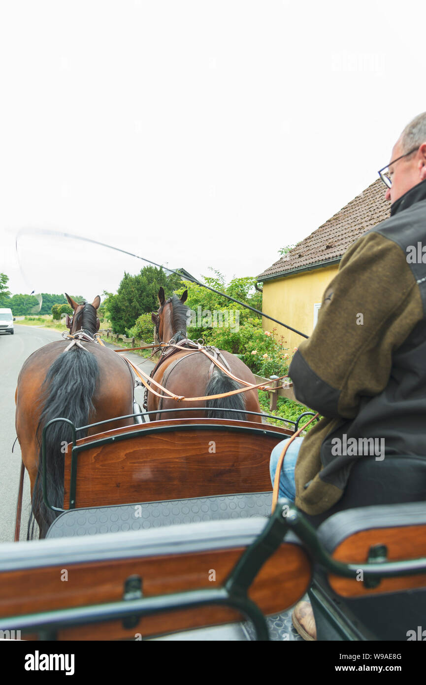 Two horses (Saxon Thuringian heavy warm blood) pull a carriage. The ...