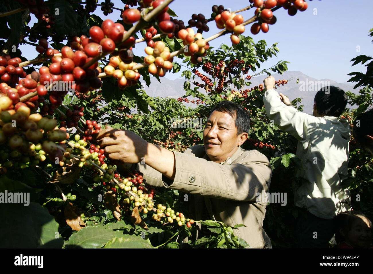 --FILE--Chinese farmers harvest coffee beans at a coffee plantation in ...