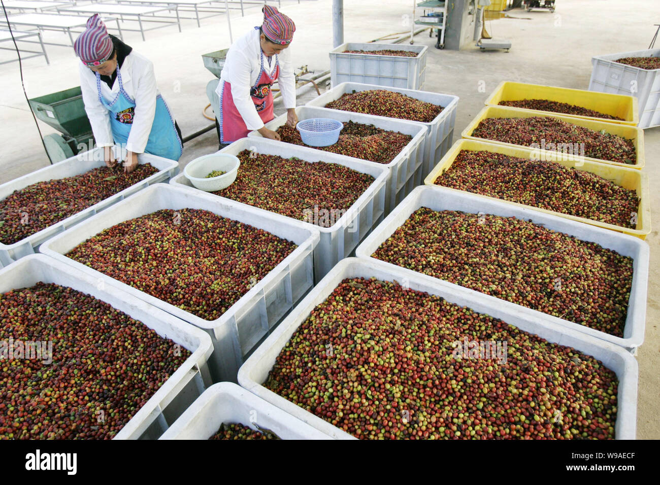 --FILE--Chinese workers process coffee beans at a coffee factory in ...