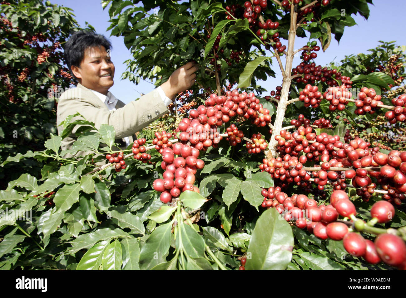--FILE--A Chinese farmer harvests coffee beans at a coffee plantation ...