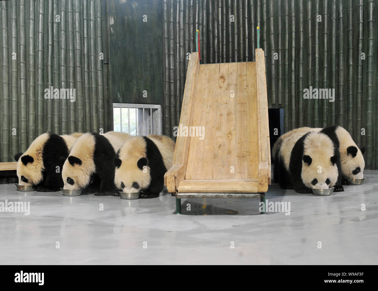 Five of the ten giant pandas from Sichuan province drink milk at the ...