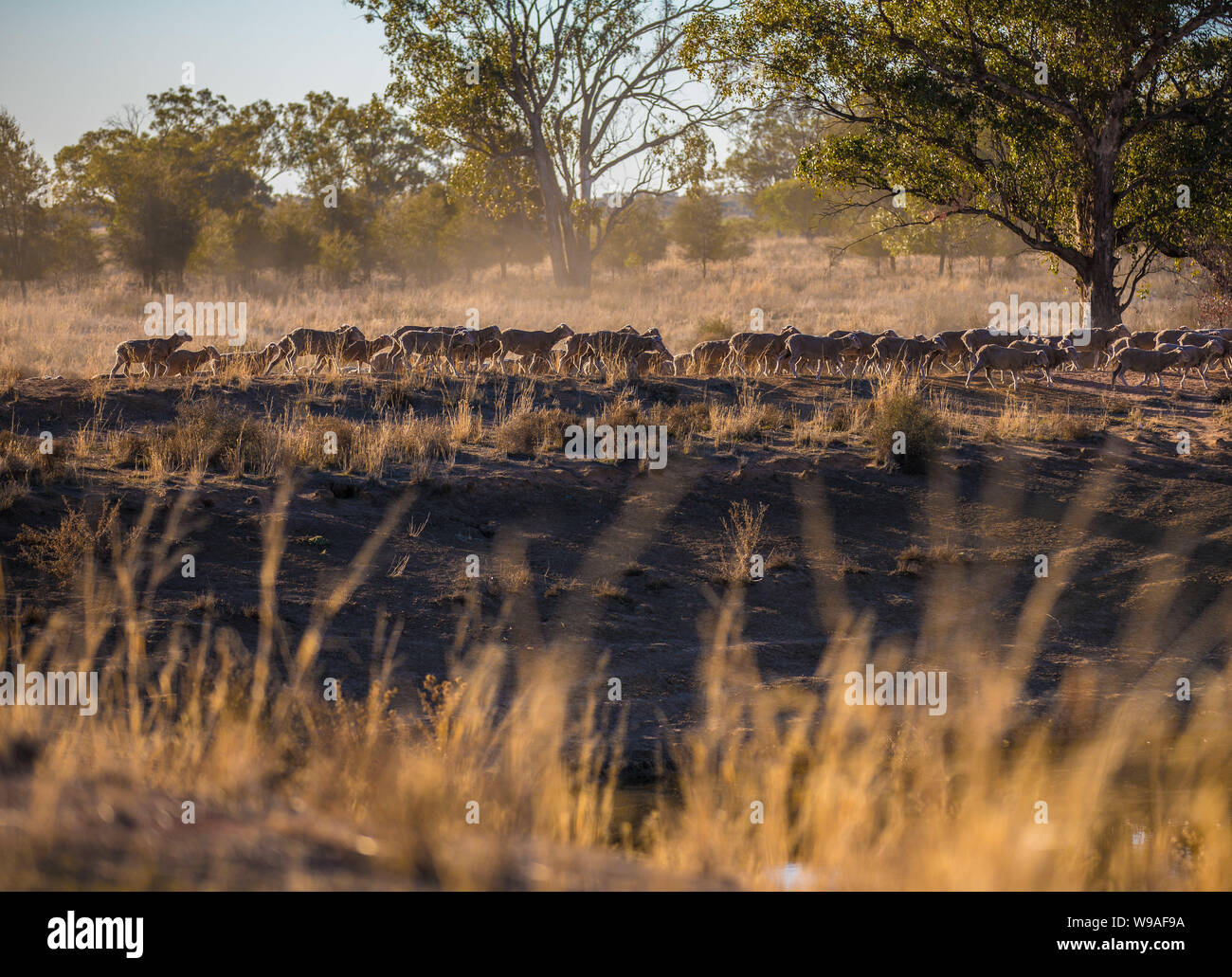 Hamilton new south wales hi-res stock photography and images - Alamy