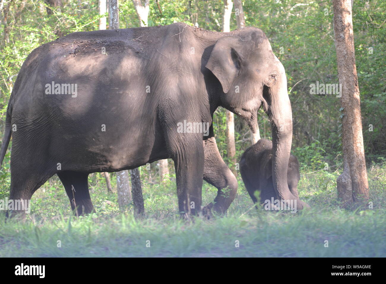 Asian elephant in forest Stock Photo - Alamy