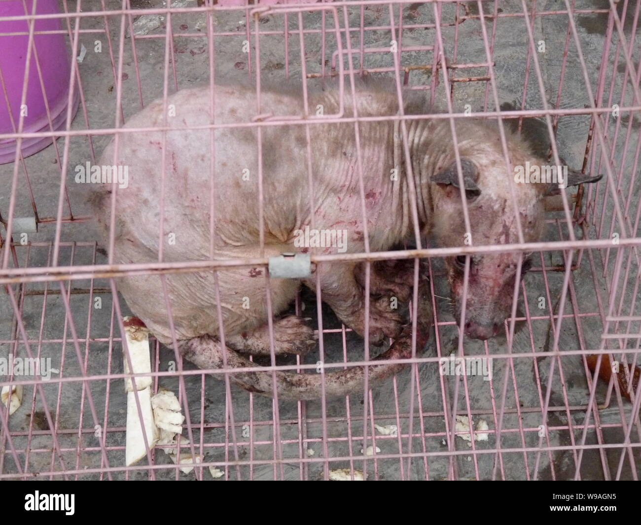An unidentified beast is kept in the cage at a villagers house in ...