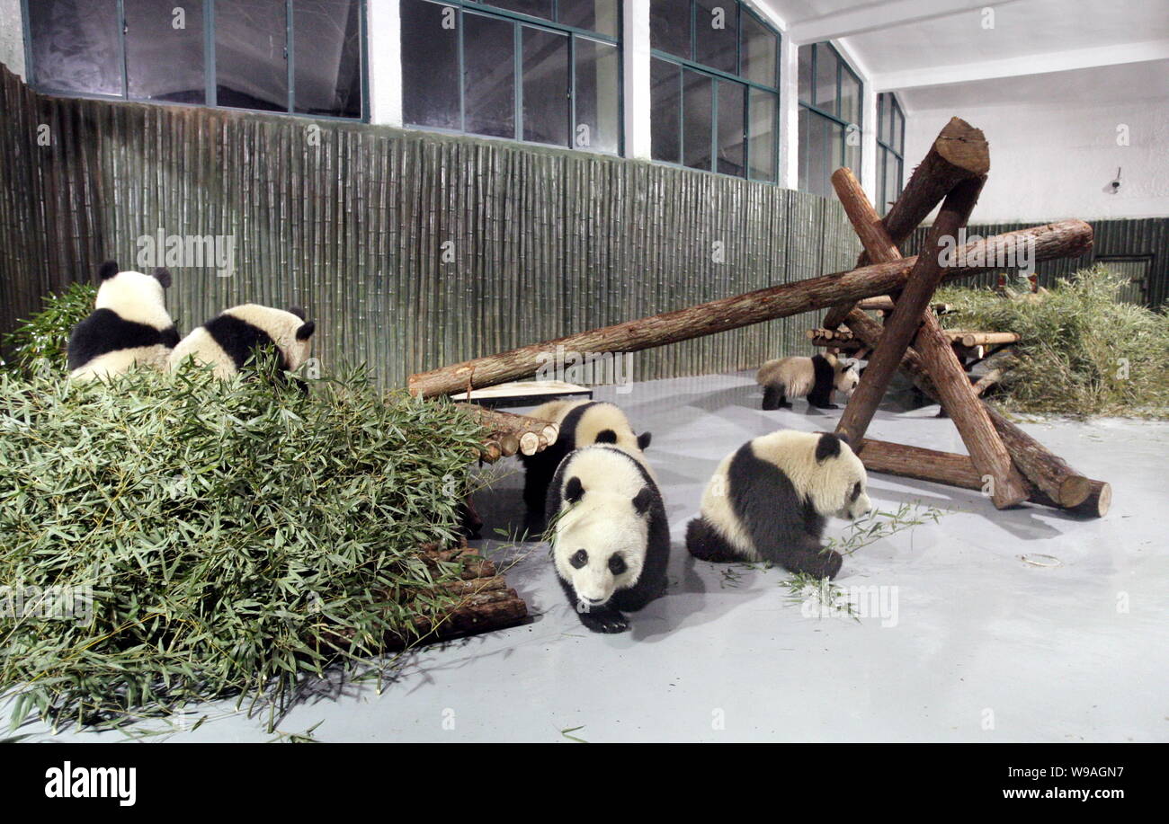 Giant pandas from Bifengxia Base of the Wolong Giant Panda Reserve ...