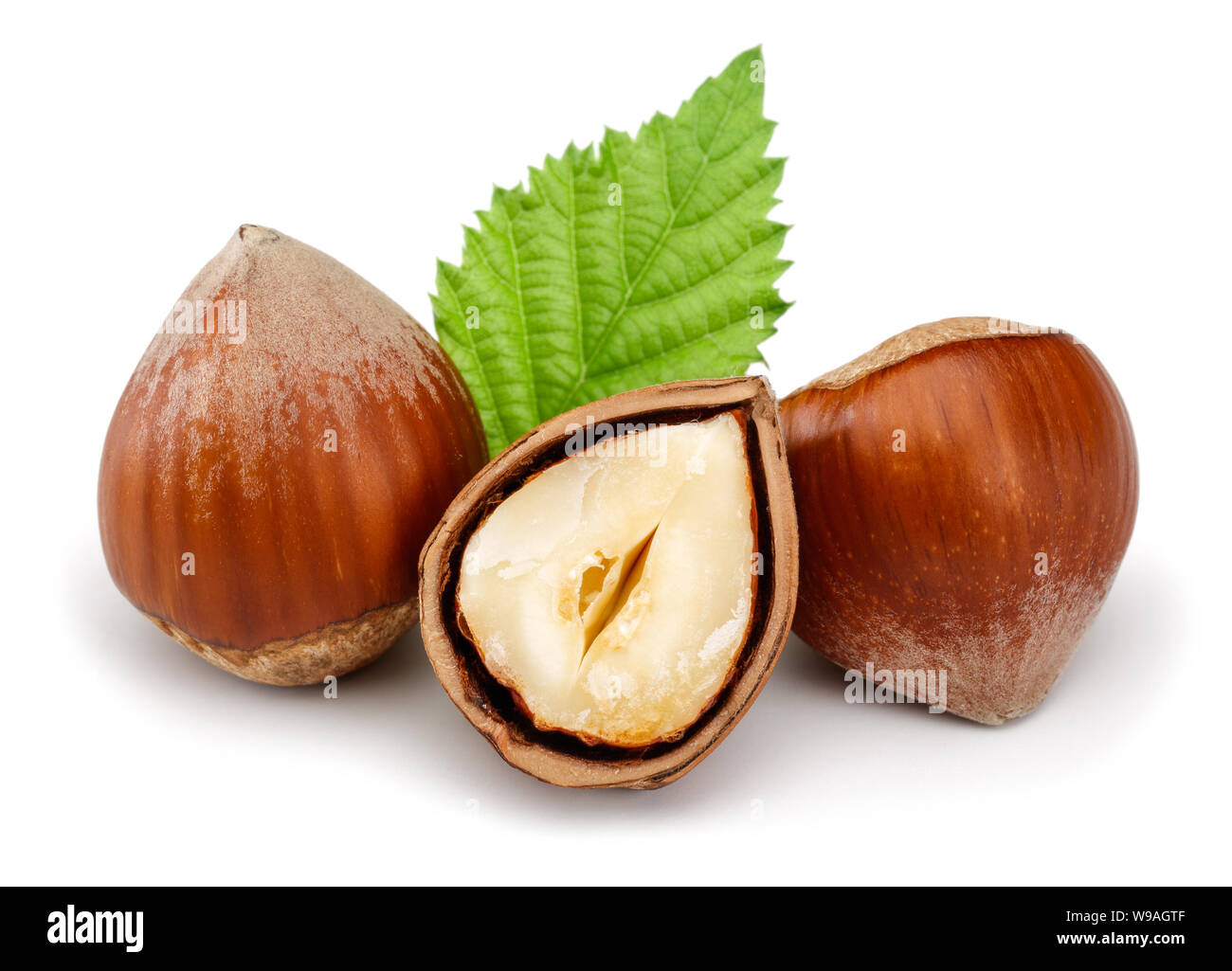 Hazelnuts and leaf isolated on white background Stock Photo - Alamy
