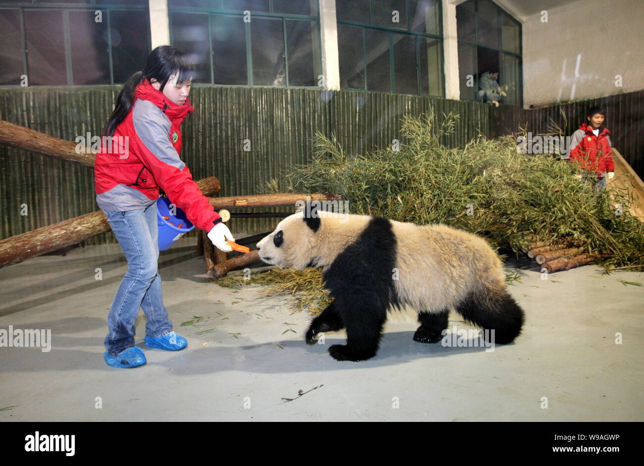 A Chinese breeder feeds a giant panda from Bifengxia Base of the Wolong ...