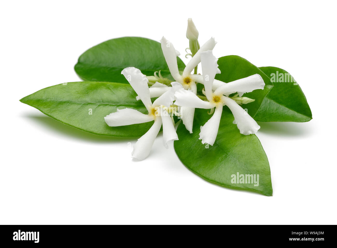 Star jasmine flowers with leaves isolated on white background Stock ...