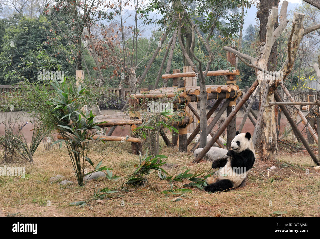 Mei lan panda hi-res stock photography and images - Alamy