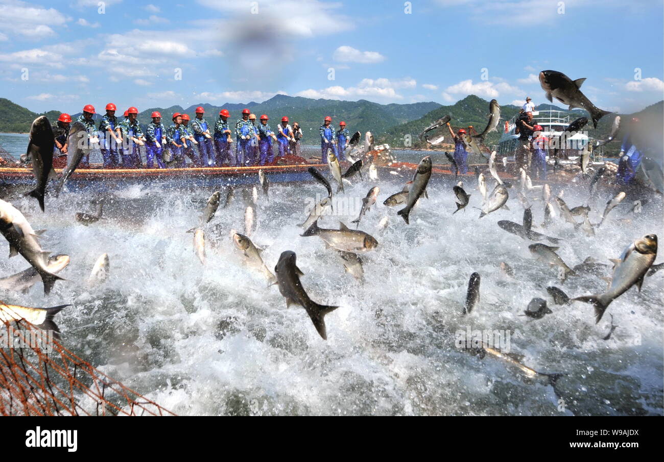 Chinese workers draw a huge fishing net with fish leaping in side on ...