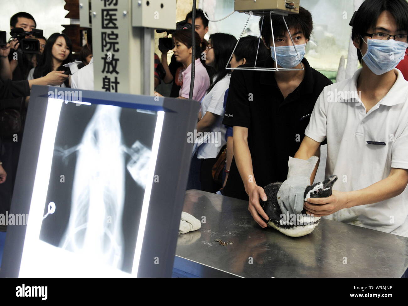 Penguin x ray hi-res stock photography and images - Alamy