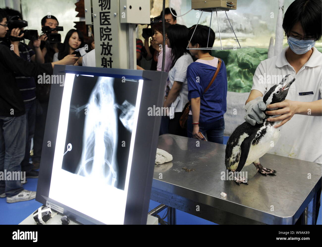 Penguin x ray hi-res stock photography and images - Alamy