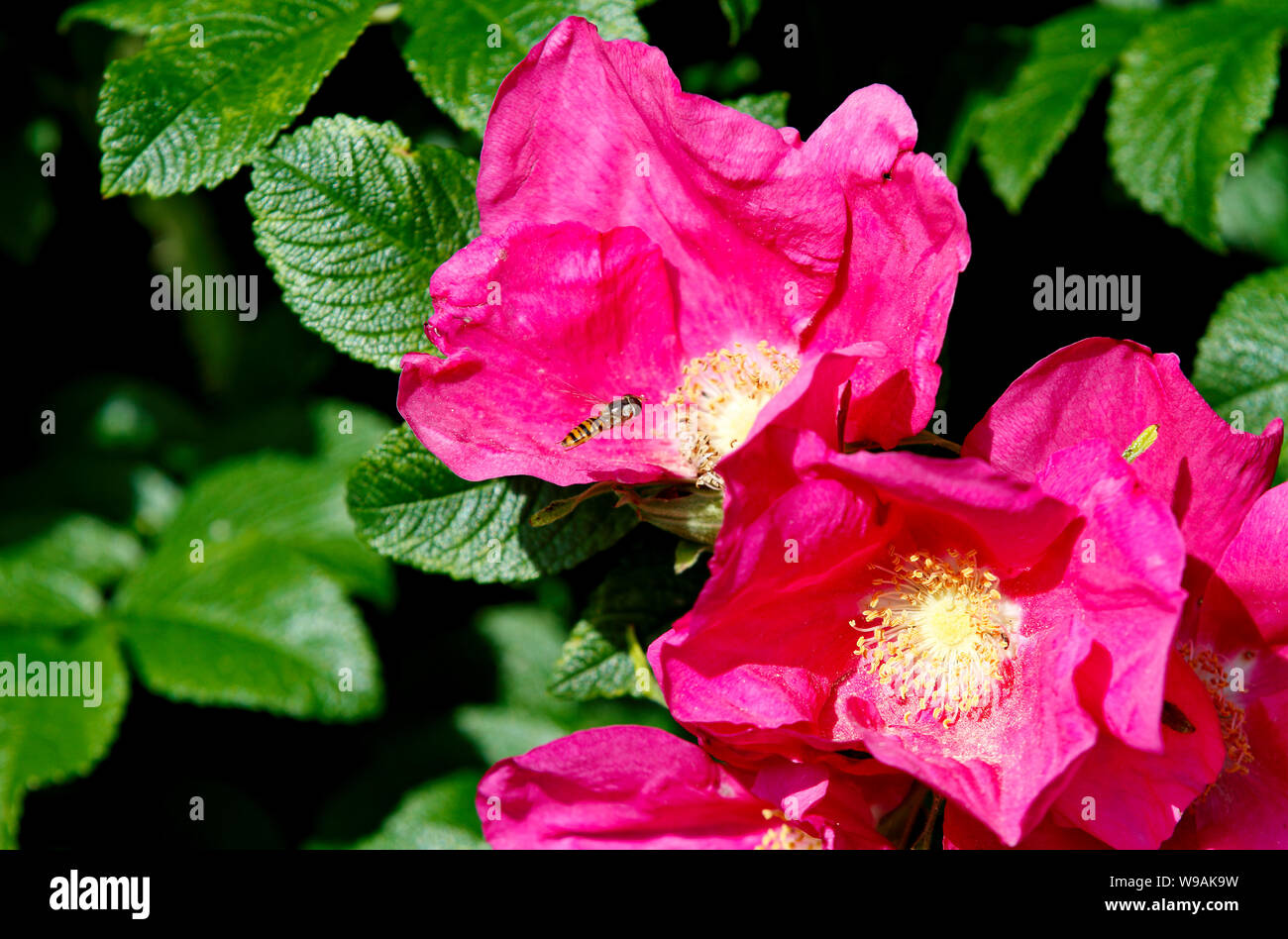 Beach rose (rosa rugosa) blooming with fragant purple flowers. Planting ...