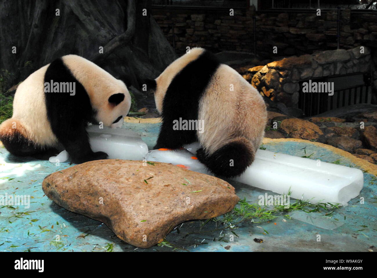 Giant pandas sit on ice blocks to cool themselves off in the sweltering ...