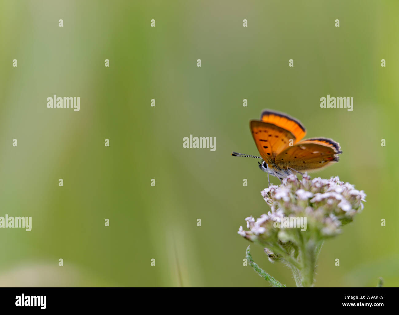 Scarce copper flower hi-res stock photography and images - Alamy