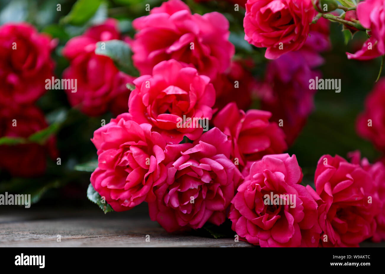 Beautiful red roses growing in groups in late summer Stock Photo - Alamy