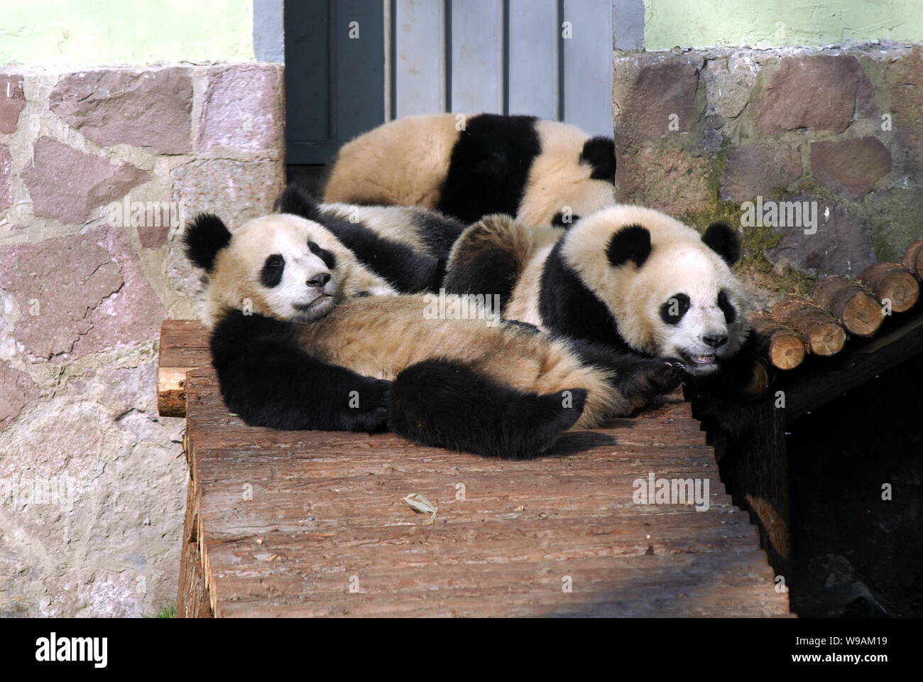Four of the ten giant pandas from Sichuan province enjoy sunshine at ...