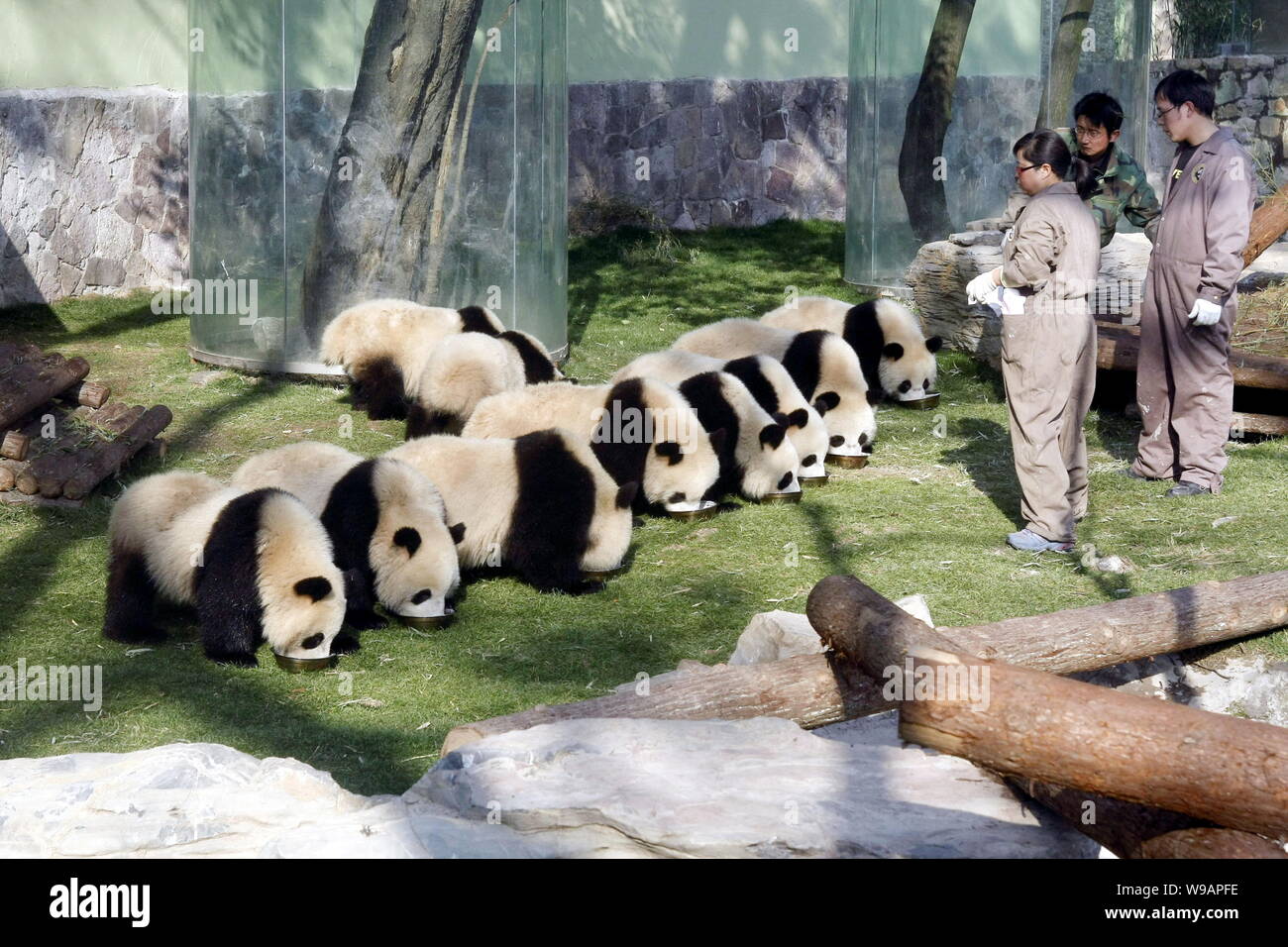 Panda drinking milk hi-res stock photography and images - Alamy